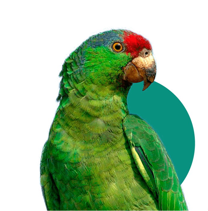 About Ramon - Avian Exotics - Miami, Fl